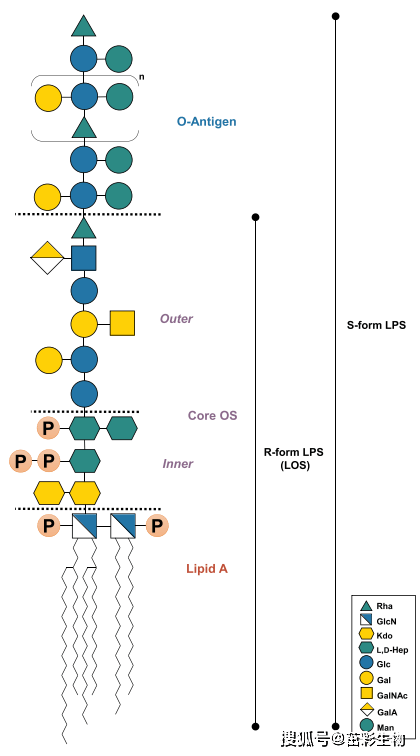 什么是脂多糖(LPS)_细菌_结构_作用