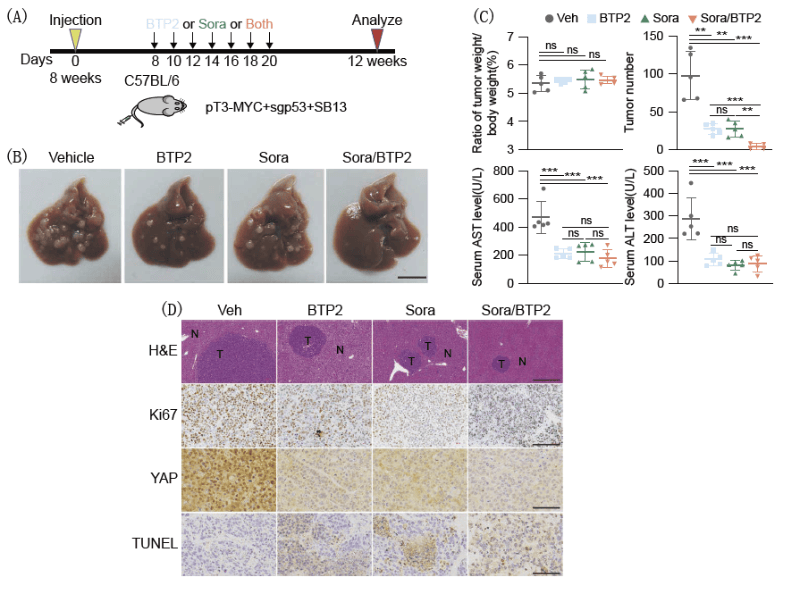 上海交大研究团队在开发肝癌耐药性治疗方案领域取得新进展_Hippo_调控_通路