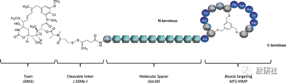 双环肽药物筛选引领者Bicycle Therapeutics_公司_合成_细胞