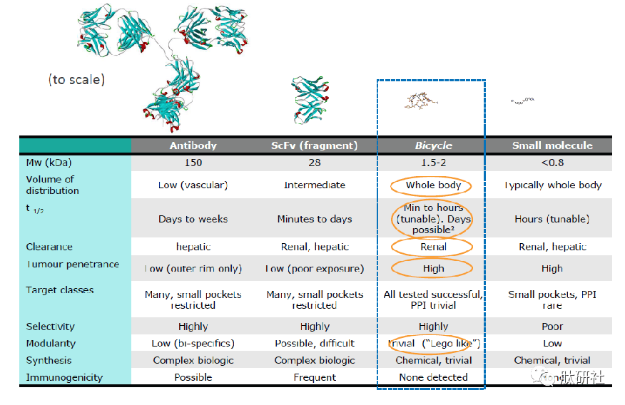 双环肽药物筛选引领者Bicycle Therapeutics_公司_合成_细胞