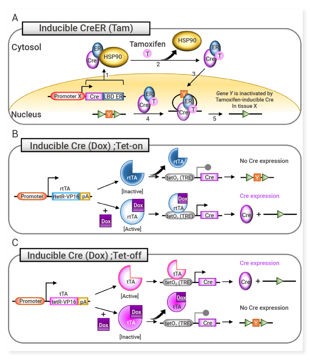 干货分享 | 条件性基因敲除动物模型：你必须了解的"Cre-LoxP 系统" | MCE_诱导_重组_莫昔芬