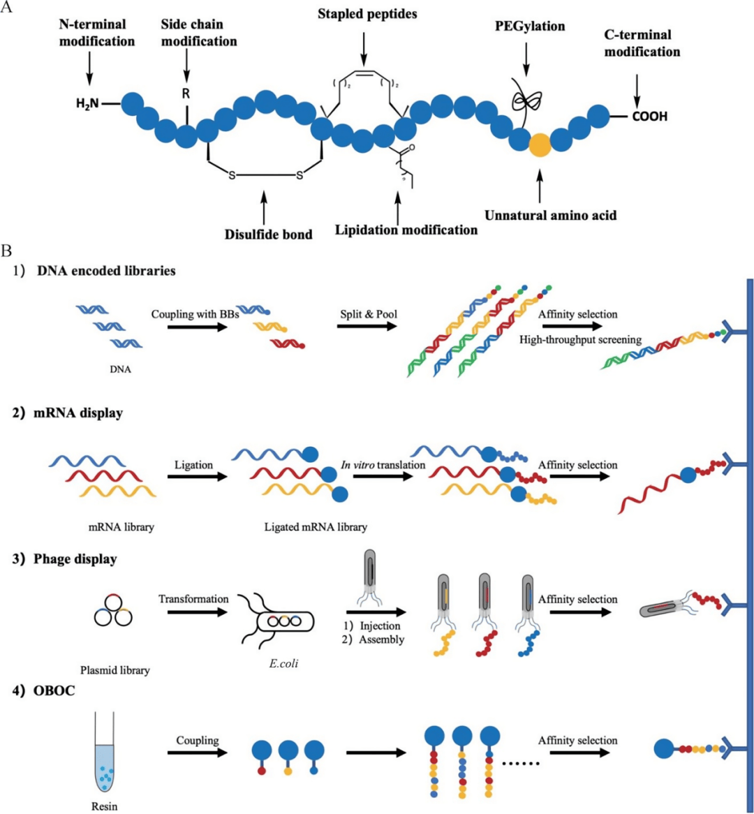 核药赛道新星——放射性核素偶联药物（RDC）_抗体_Linker_治疗