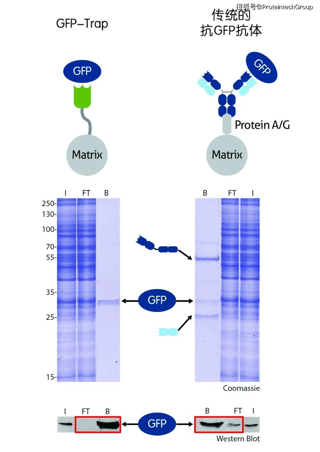 IP实验详细攻略：实验原理+流程+疑难解析_蛋白_裂解_抗体