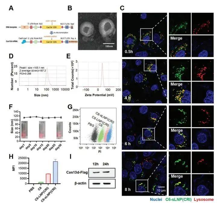 Adv Sci | 效果远超奥司他韦！中国农大开发SCSD增强CRISPR/Cas13d抗流感病毒疗效_crRNAs_细胞_研究