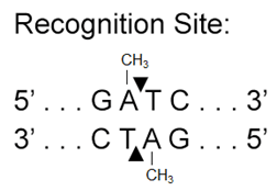 实验丨环形载体残留？DpnI内切酶一招破敌_克隆_Fig_模板