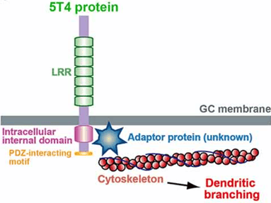 5T4 ADC大爆发，国内biotech组团刷ASCO 2025_临床_Tubulis_科瑞思