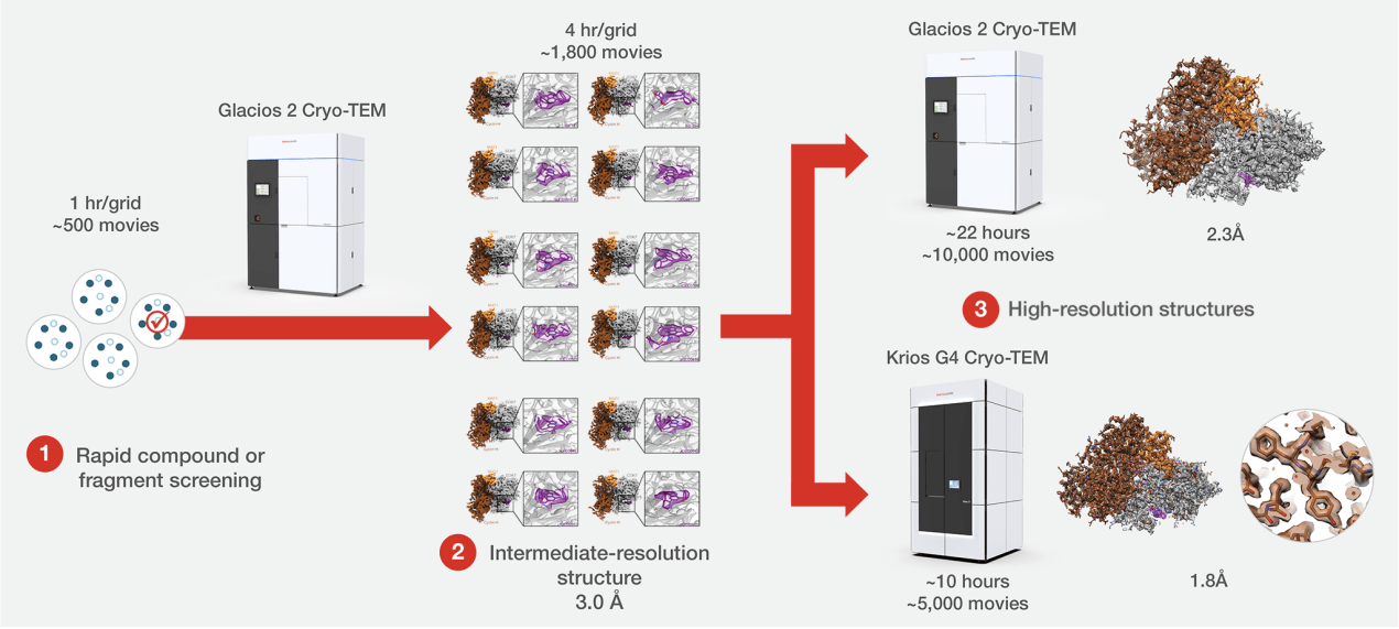 冷冻电镜代表厂商——赛默飞_Cryo-TEM_结构_高尔基体