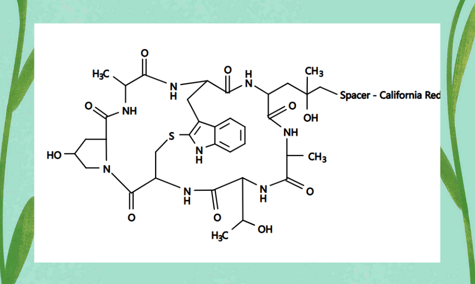 实验室常备试剂：Phalloidin-California Red Conjugate的简介_产品说明_技术文章_西安强化生物科技有限公司