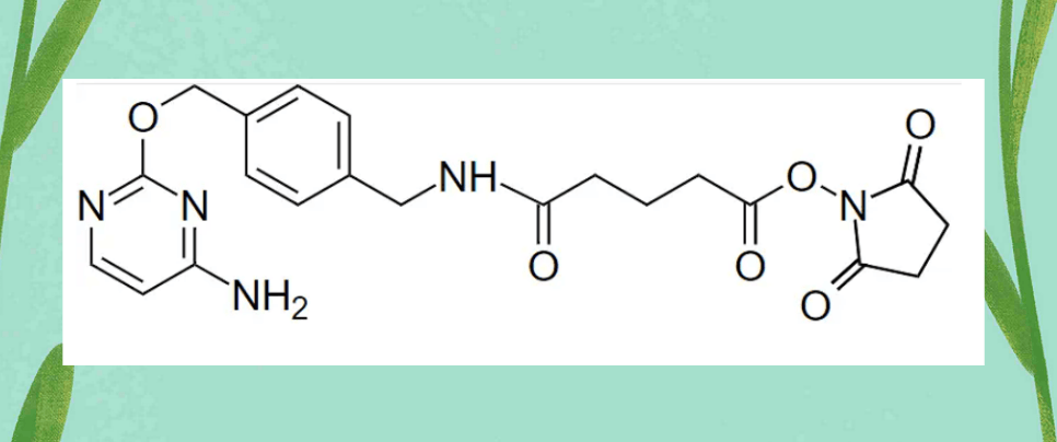 BC Succinimidyl Ester实验手册：从溶解到避光保存的全流程_产品说明_技术文章_西安强化生物科技有限公司
