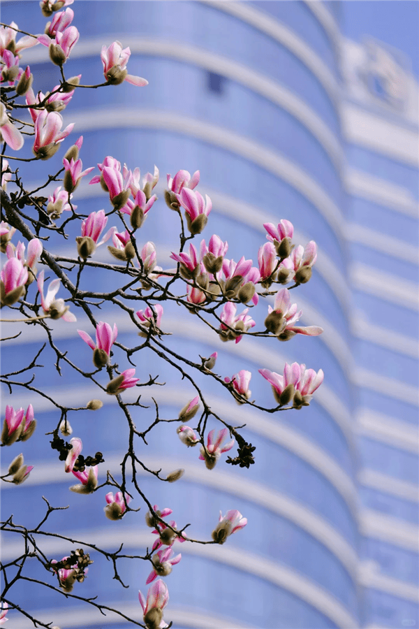 Beautiful Shandong: Photos capture spring scenes in Qingdao_rise_enjoy ...