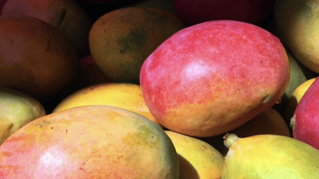 Mango market: Mexico and Guatemala export volume up_week_boxes_was