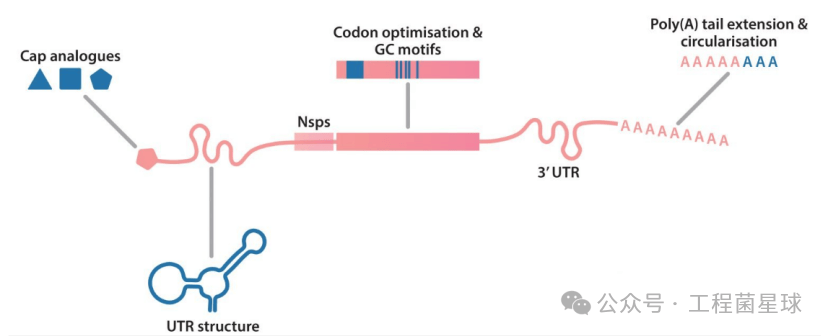 mRNA序列设计案例分享：辉瑞辉瑞/BioNTech BNT162b2序列全解析_编码_策略_蛋白