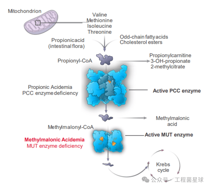 Moderna mRNA小鼠PK/PD研究案例分享：：甲基丙二酸血症(MMA)mRNA-3705_代谢_mg_kg