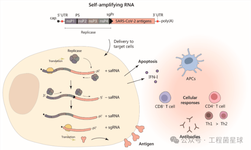 一文读懂|如何增强自复制RNA(saRNA)疫苗的免疫效应_病毒_抗原_仓鼠