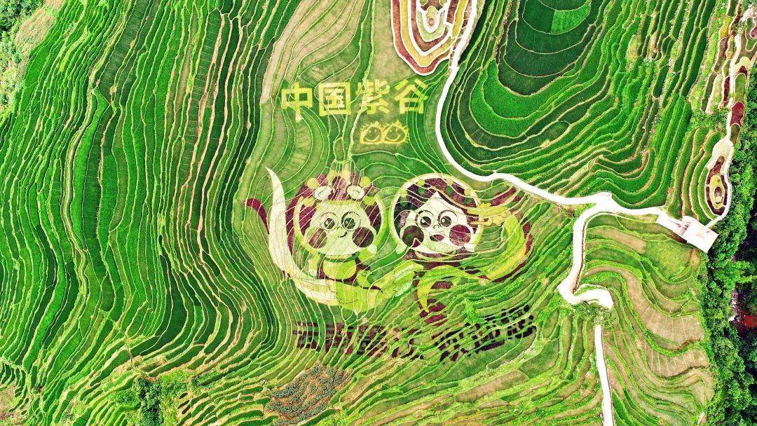 瞰！墨江彩色稻田画进入最佳观赏期_水稻_发展_游客