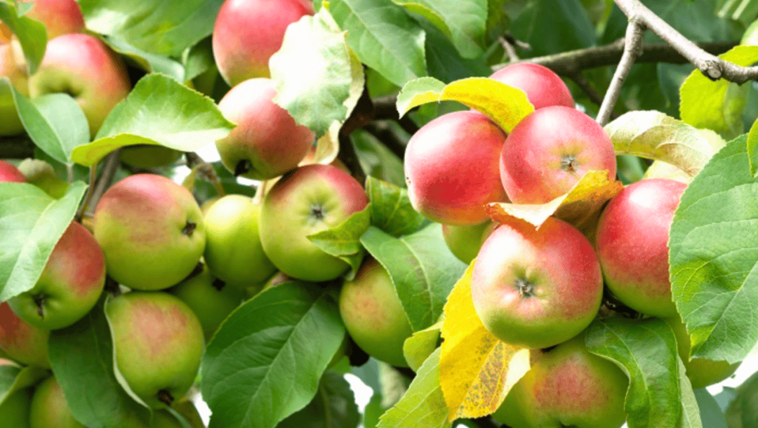 Russia apple imports increase due to low local production_and_month_June