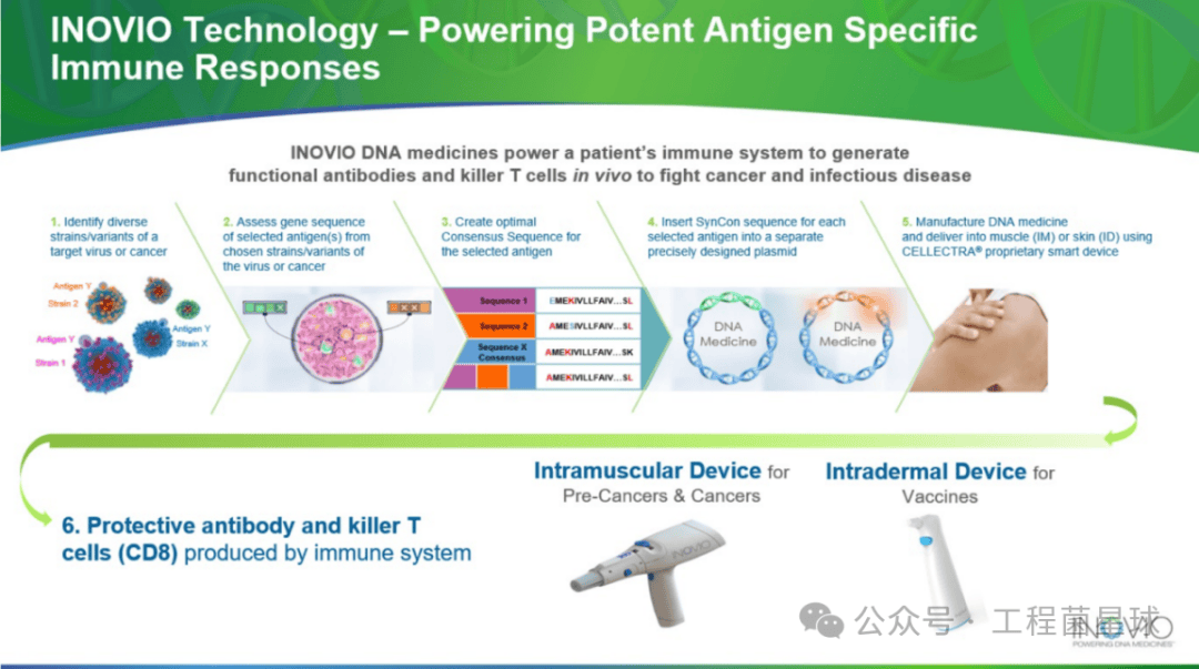 LNP开发|解析北大团队最新LNP递送HPV DNA疫苗平台开发_免疫_细胞_治疗