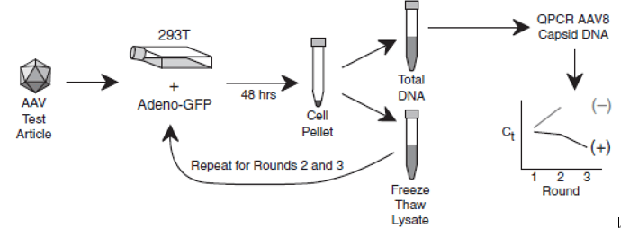 基因治疗CMC避坑指南｜专题六：复制型腺相关病毒rcAAV的检测及验证_载体_基因组_产品