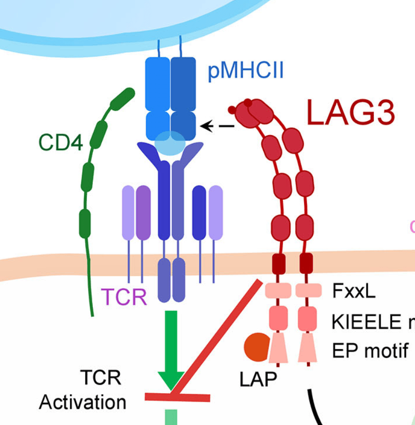 LAG3+Treg：不同处境不同效应_免疫_细胞_分子