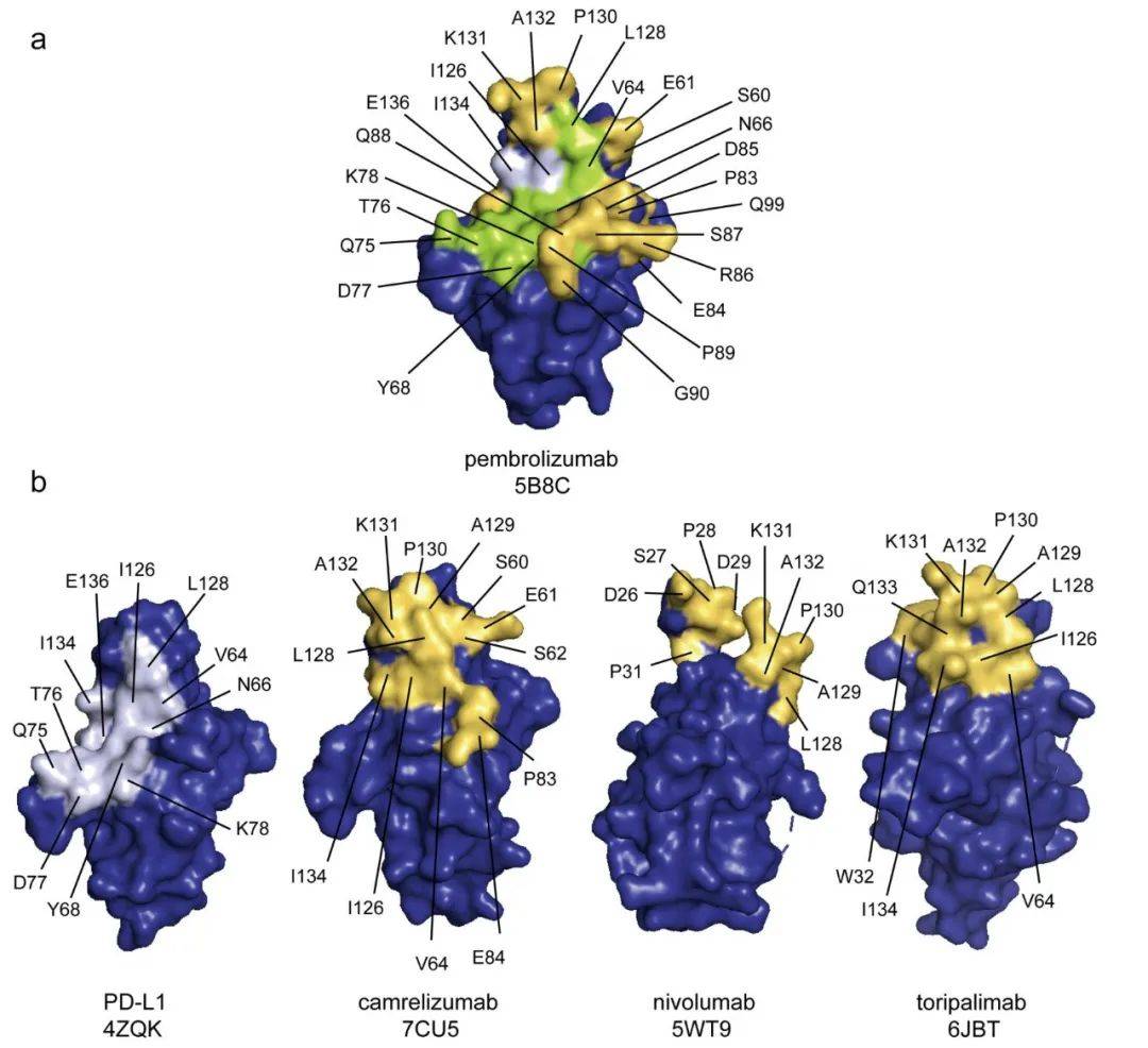 治疗性抗体与PD-1或PD-L1复合物的结构表征进展_Fab_scFvs_mAb