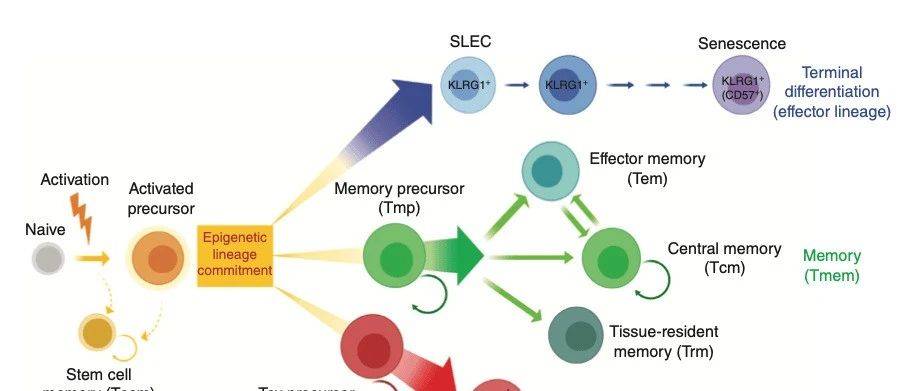 记忆性CD8 T细胞的分化和异质性_Tmem_Tcm_效应