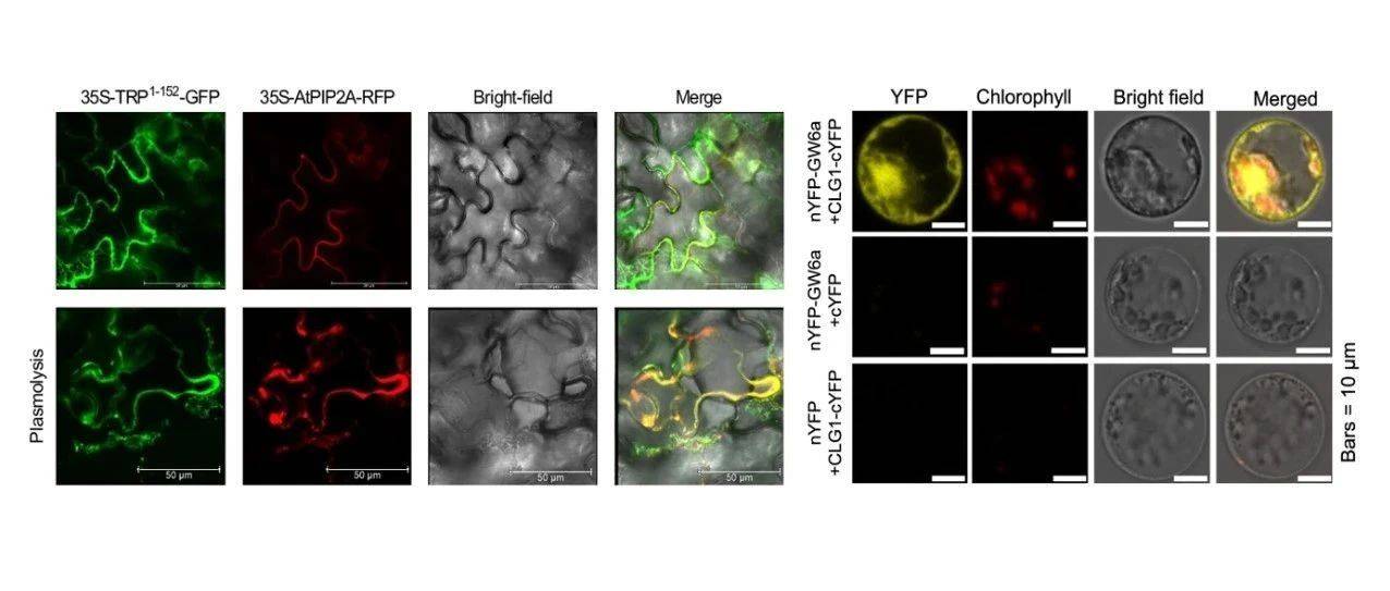 如何进行亚细胞定位预测？_蛋白_DeepLoc-_工具
