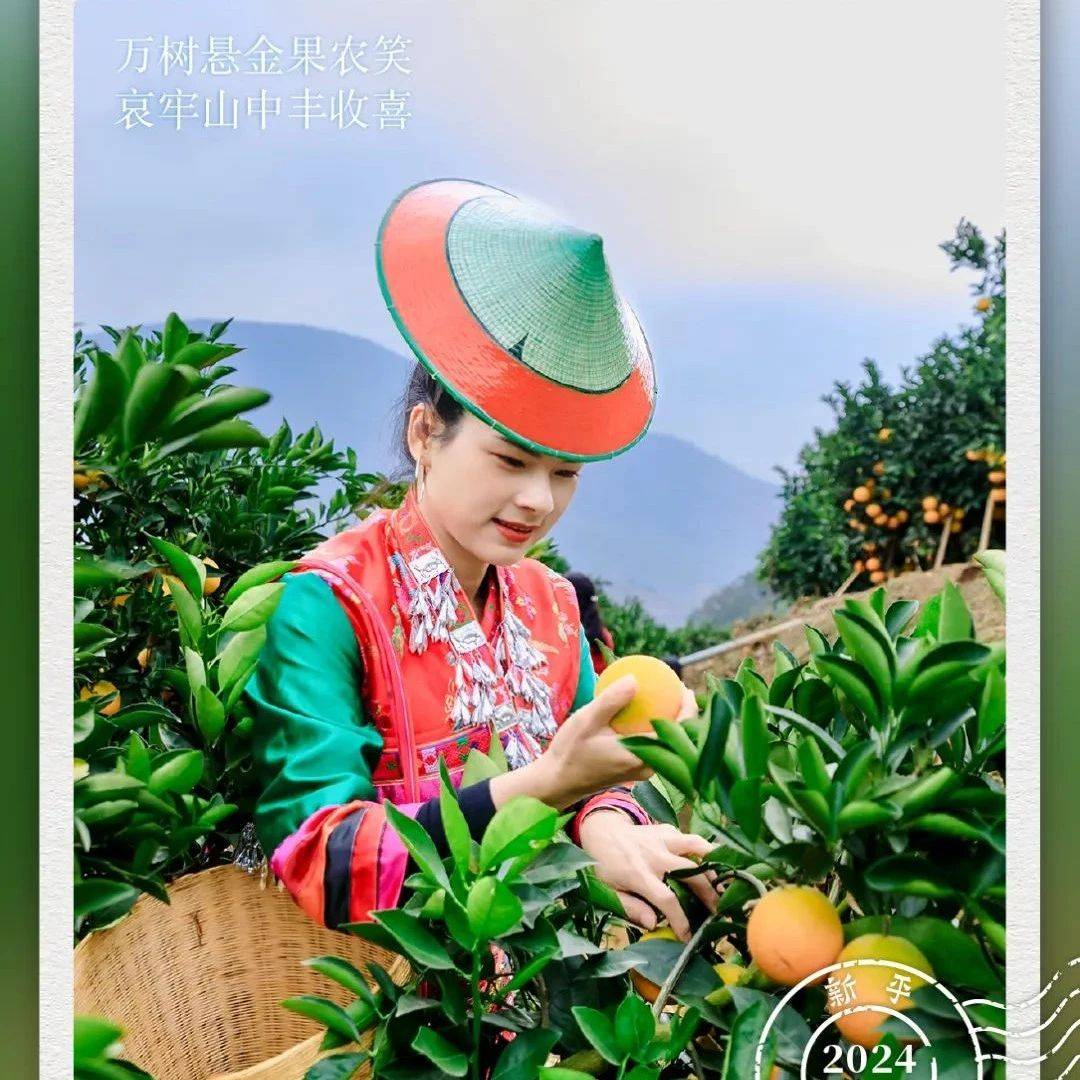 哀牢山的“橙”意，你值得拥有｜有一种叫云南的生活之365天_新平_杨会_刀雪锋