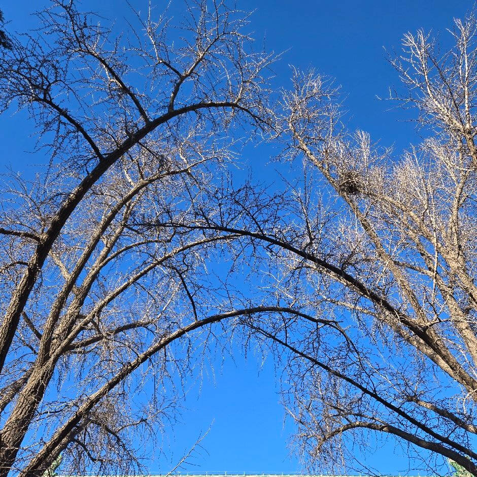 CW003 HSF95 Insect Cell Medium 昆虫培养基使用手册_细胞_驯化_实验