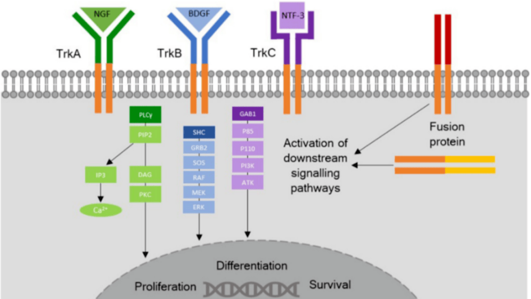 一文梳理：NTRK 融合结直肠癌的诊治进展_基因_恶性肿瘤_治疗