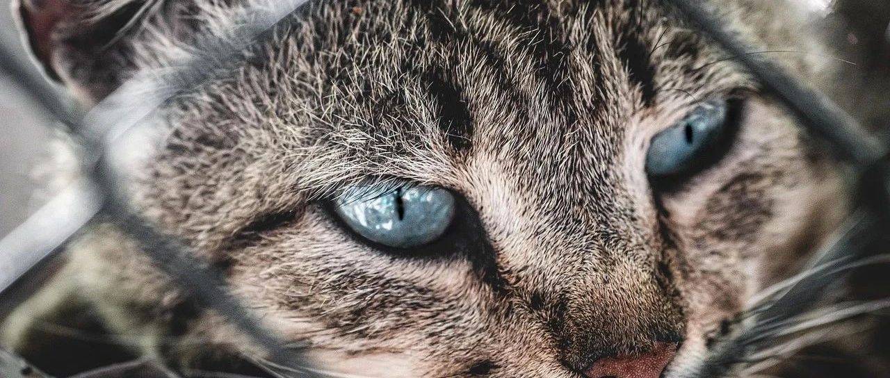 “Bug”还是“预演”？GitHub 突然“封禁”所有中国 IP，官方：只是“手滑”技术出错了_访问_用户_账户