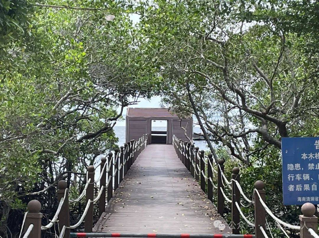 红树情长，泽被海南_大自然_绿色_生态