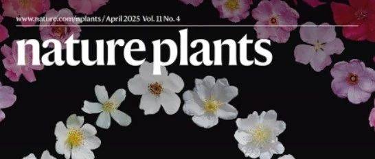 当科研邂逅艺术：《Nature Plants》封面故事_蔷薇_研究_植物学