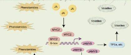 浙江大学揭示MYC2-JAMYB转录模块在JA介导的水稻对BPH抗性中的作用机制_al_et_研究
