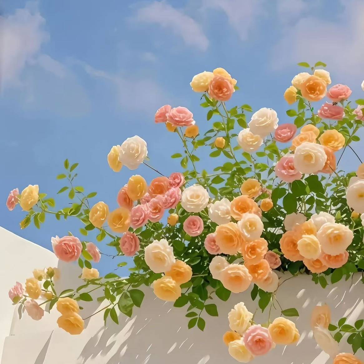 CCTV5黄金时段直播！男篮亚洲杯中国队VS约旦，徐杰受邀特约解说_比赛_沙特_约旦队