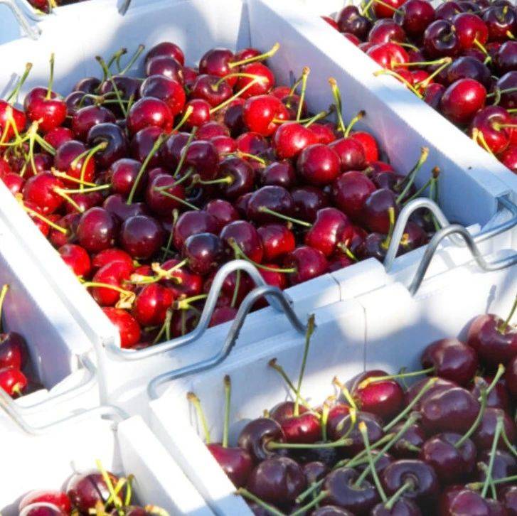 Northwest Cherry season starts early and strong_boxes_cherry_the