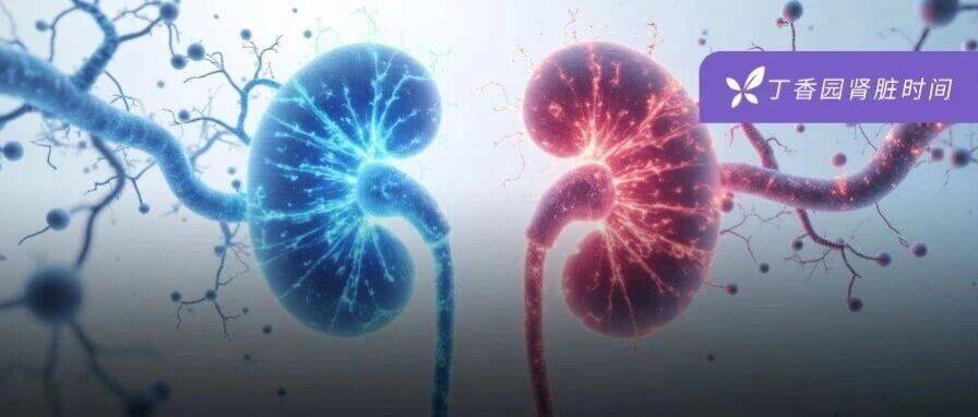 中国首部 IgAN 和 IgAVN 指南重磅发布，泰它西普成为唯一推荐的 BLyS/APRIL 靶向治疗药物_进展_患者_蛋白尿