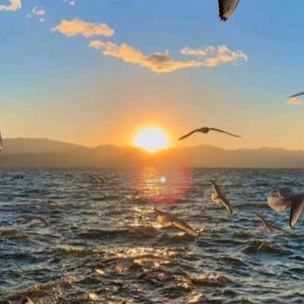 WinUI XAML原型设计革命：XAML Studio从入门到精通，可视化开发效率提升10倍实战指南_代码_Visual