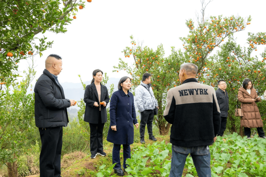 【工作立交】民革达川区总支部调研红桔产业 助力陈皮产业提质增效_发展_种植户_龙会红