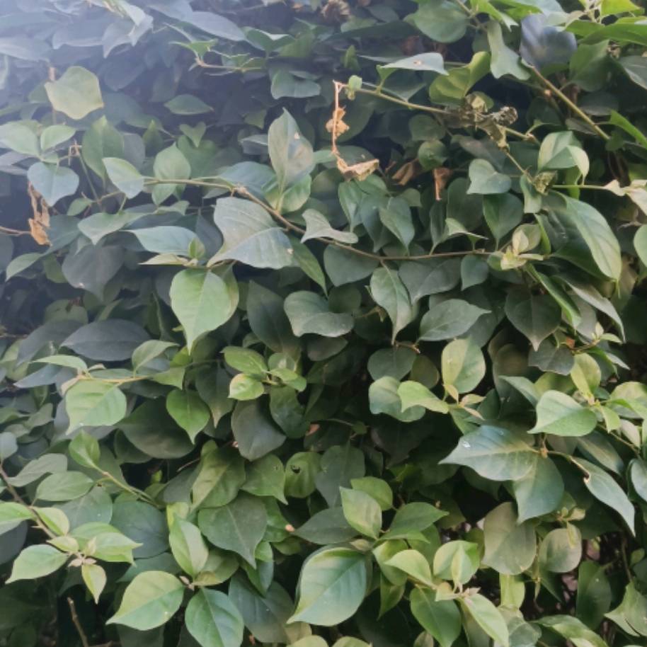 2025AI激战元年：DeepSeek引爆开源，谷歌强势反击，独角兽扎堆上市_Meta_模型_应用